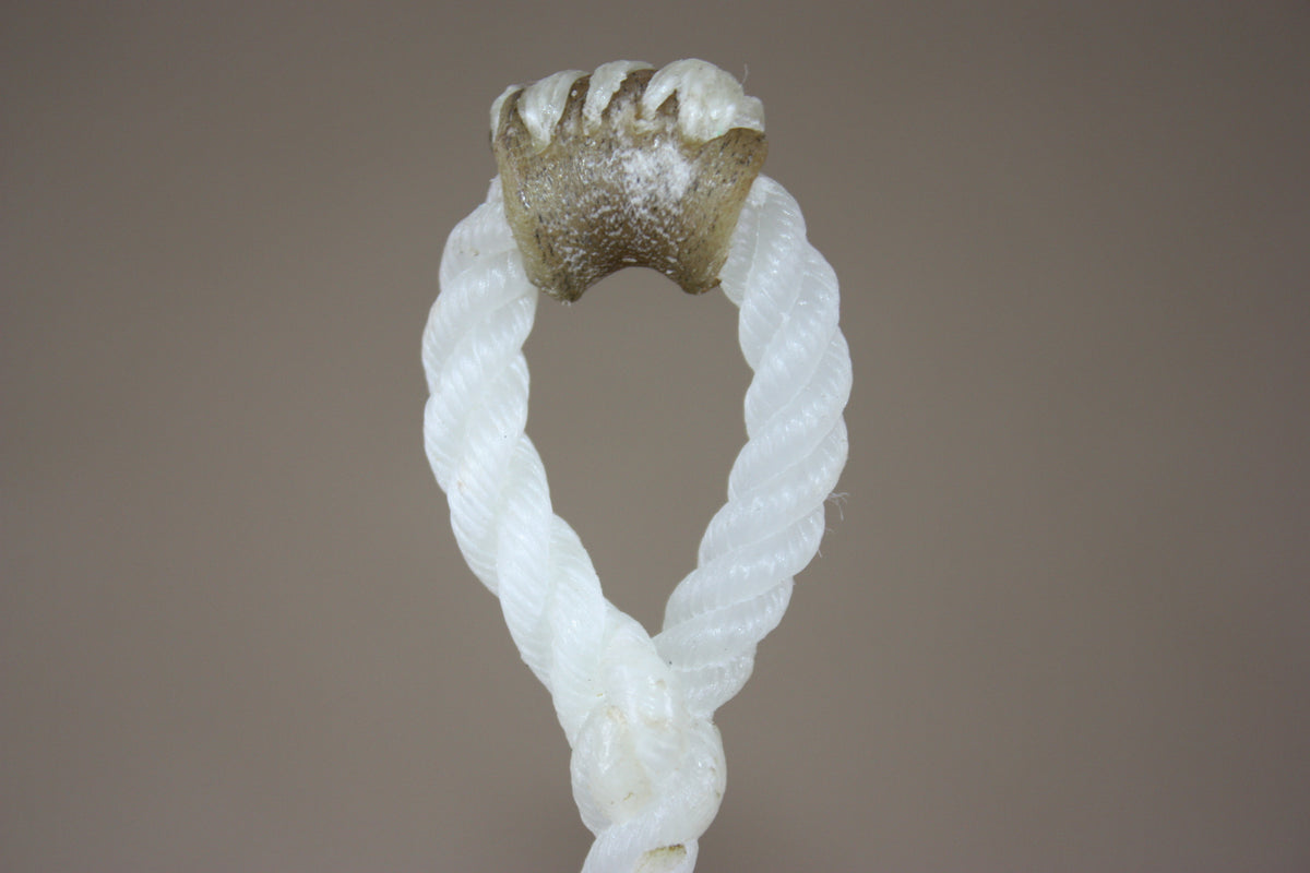 Calf Strings – Precision Ropes Store